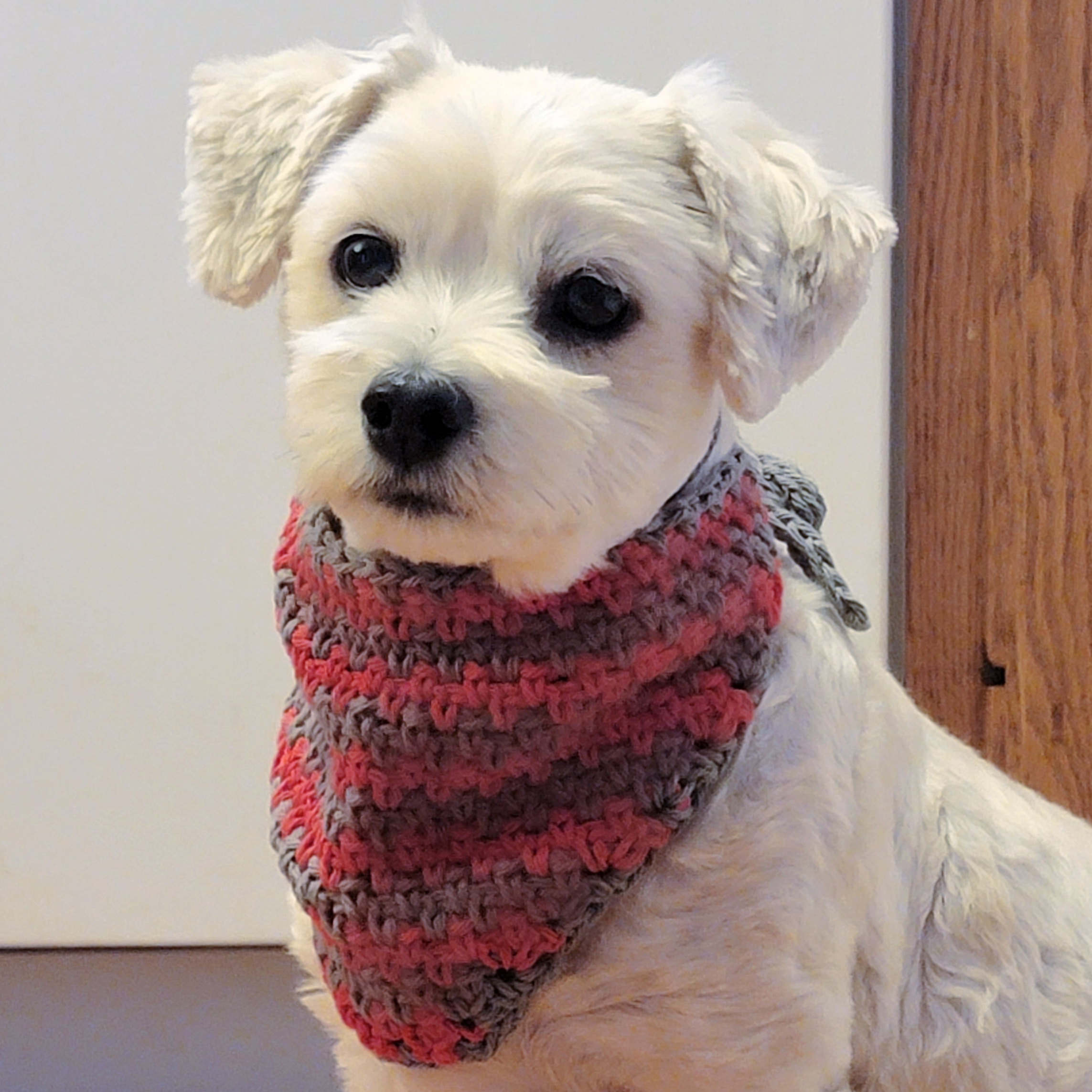 Preppy Puppy Bandana - Free Crochet Pattern on Moogly